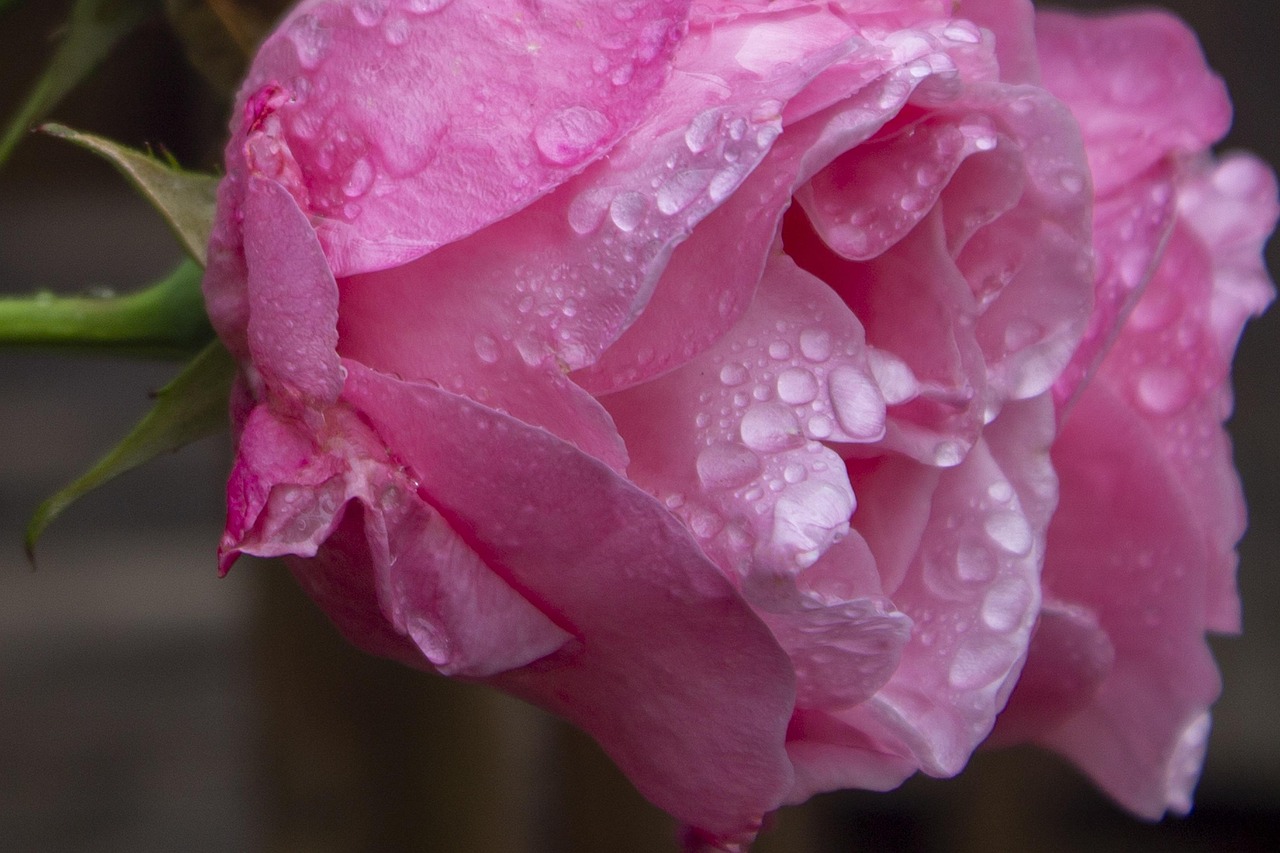 Rosa Rosado Gotas De Lluvia - Foto gratis en Pixabay - Pixabay