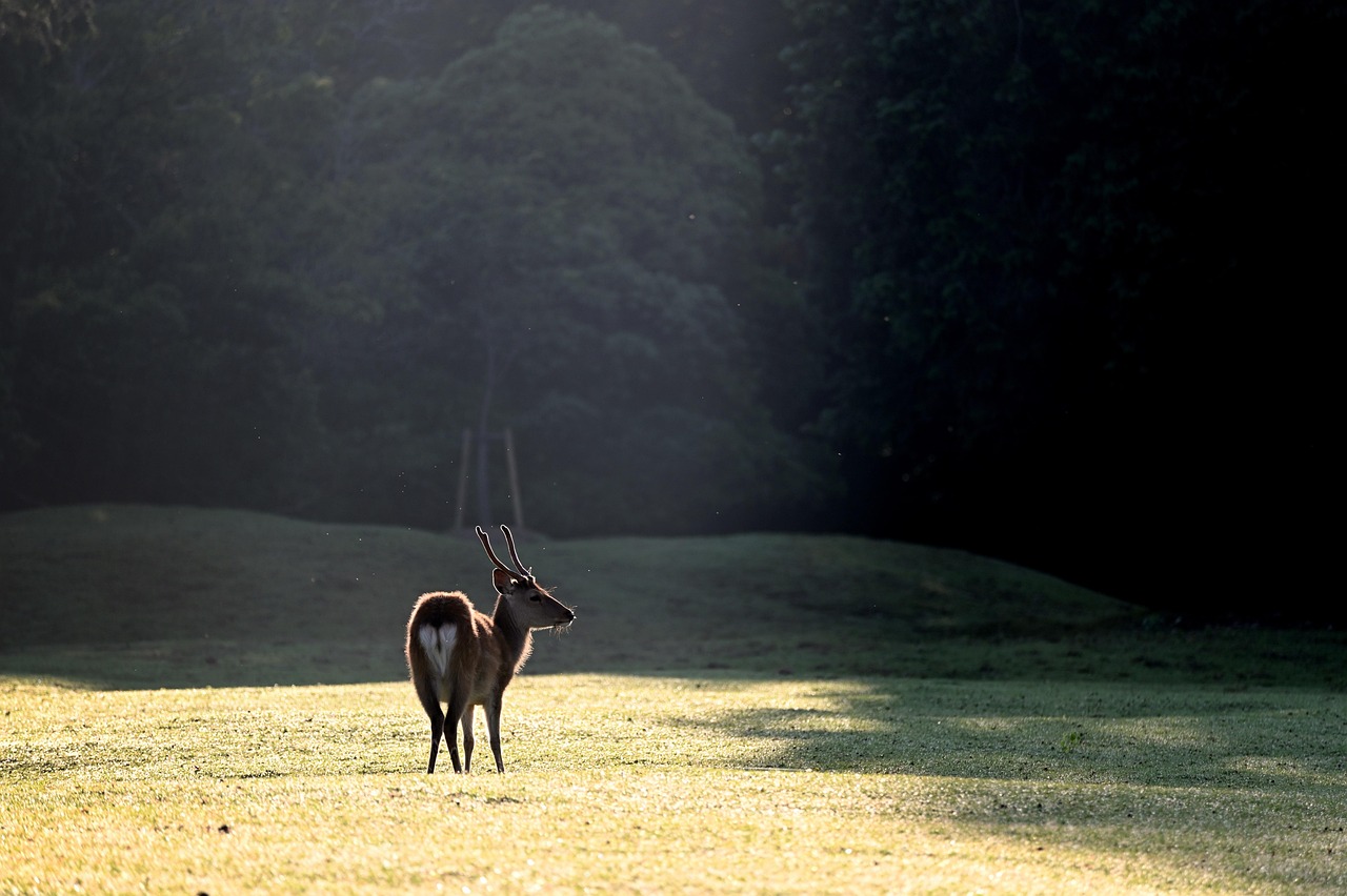 Deer Light Animal - Free photo on Pixabay - Pixabay