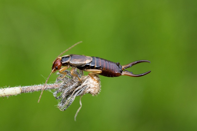 Ohrwurm Ohrenkneifer Dermaptera - Kostenloses Foto auf Pixabay
