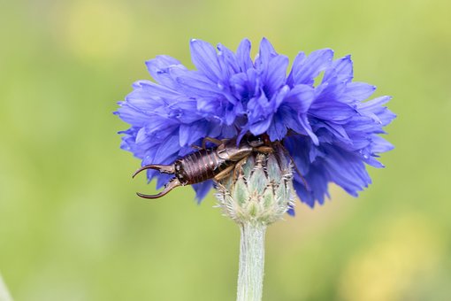 10+ Free Dermaptera & Earwig Images - Pixabay