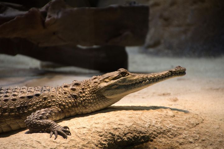 100+ Free Cayman & Cayman Islands Images - Pixabay