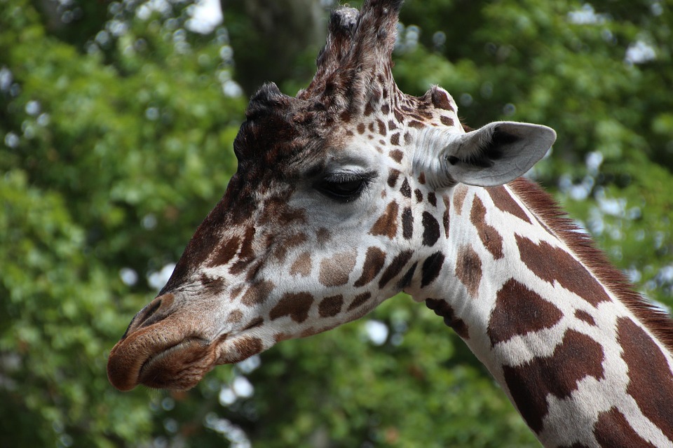 Giraffe Africa Safari - Free photo on Pixabay
