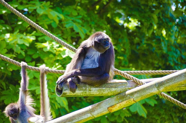 Monkey Mammal Animals - Free photo on Pixabay - Pixabay