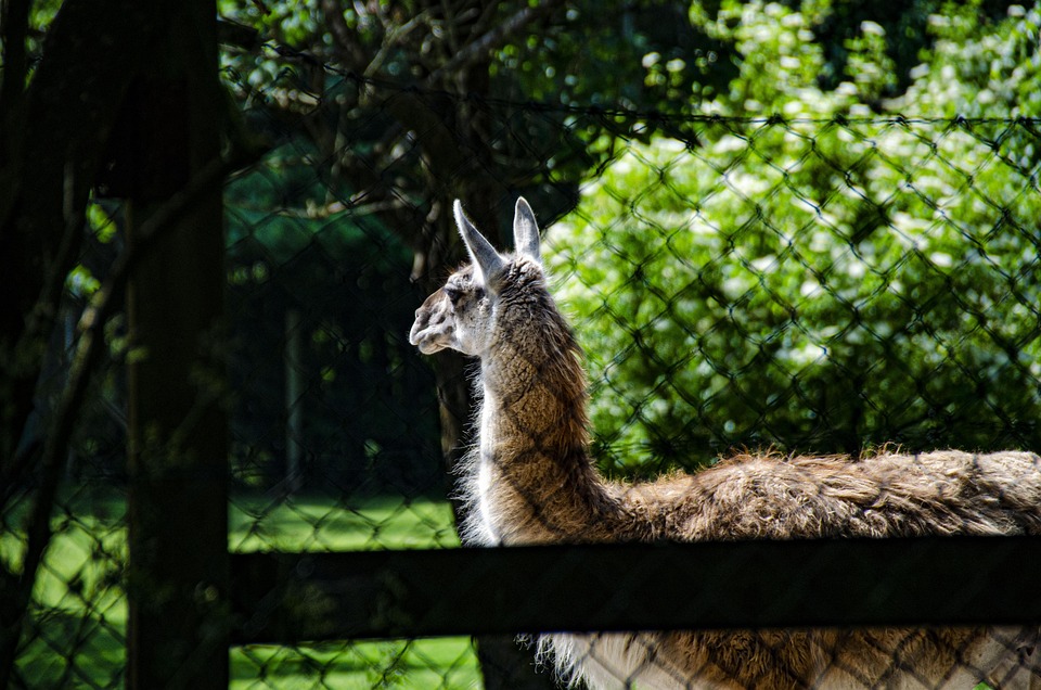 Lama Lana Prado - Foto gratis en Pixabay - Pixabay