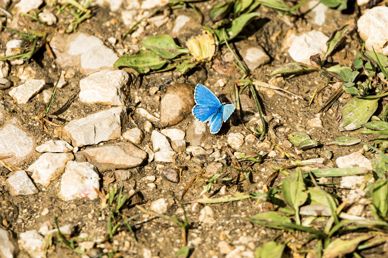 600+ Free Small Butterfly & Butterfly Images - Pixabay