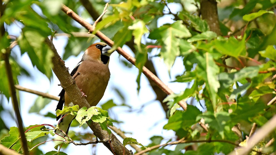 Gimpel Vogel Natur - Kostenloses Foto auf Pixabay - Pixabay