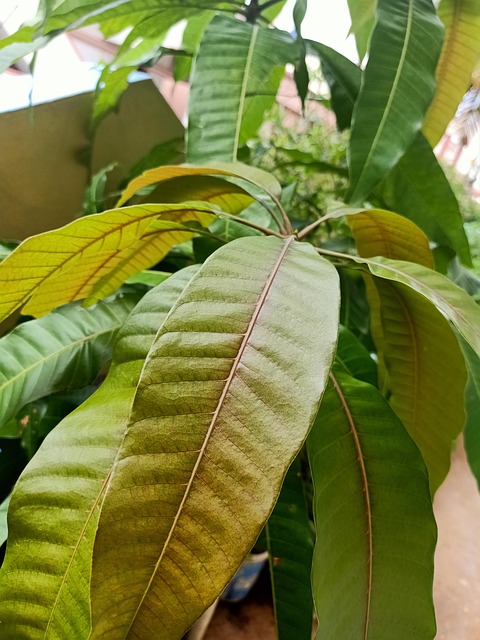 Frunza De Mango Frunze Lung - Fotografie gratuită pe Pixabay - Pixabay