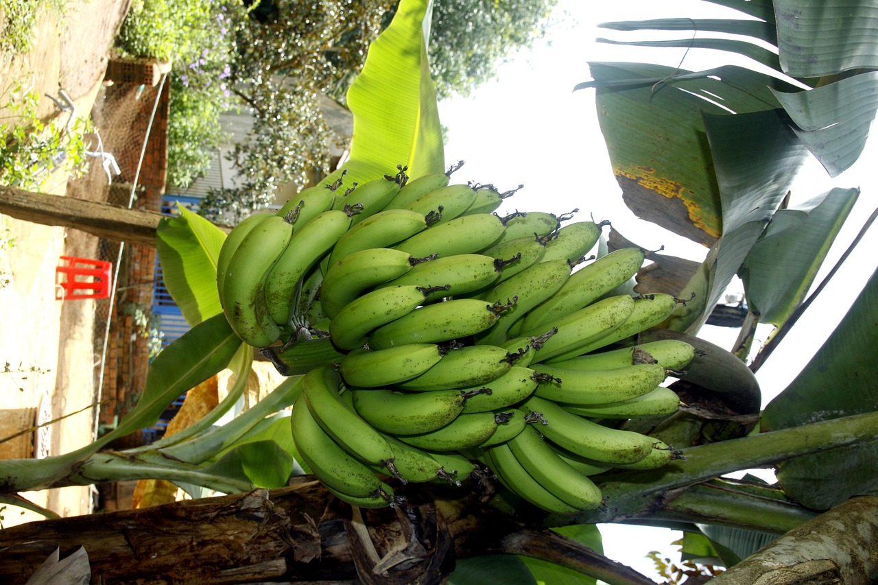 Bando De Bananas - Foto gratuita no Pixabay - Pixabay
