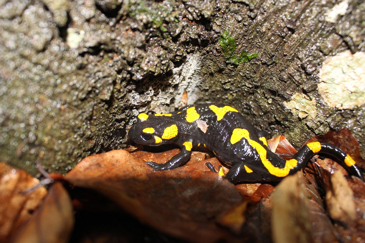 Salamandra Raiz Da Árvore Floresta - Foto gratuita no Pixabay - Pixabay