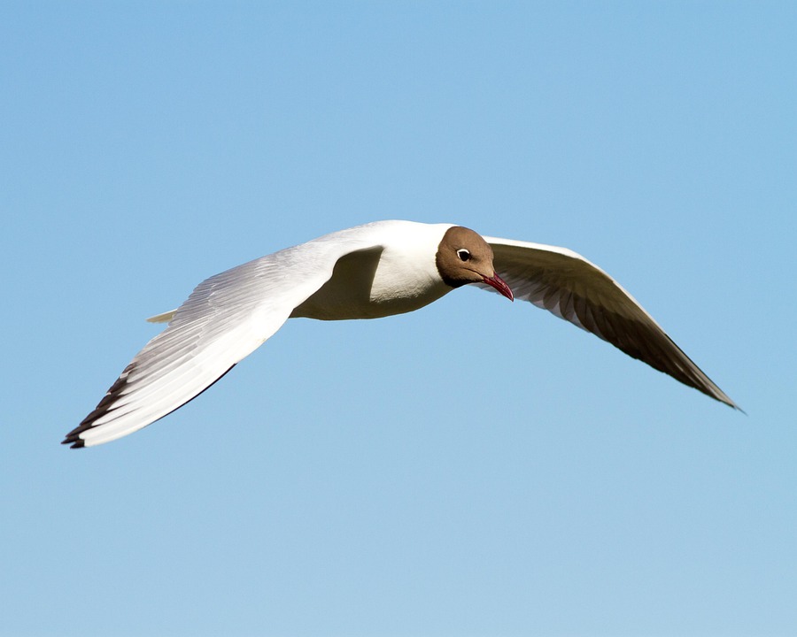 Laughing Gull Fly Summer - Free photo on Pixabay
