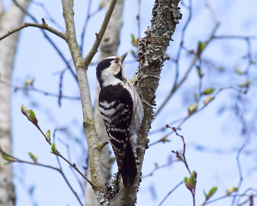 The White Back Woodpecker Dart - Free photo on Pixabay - Pixabay