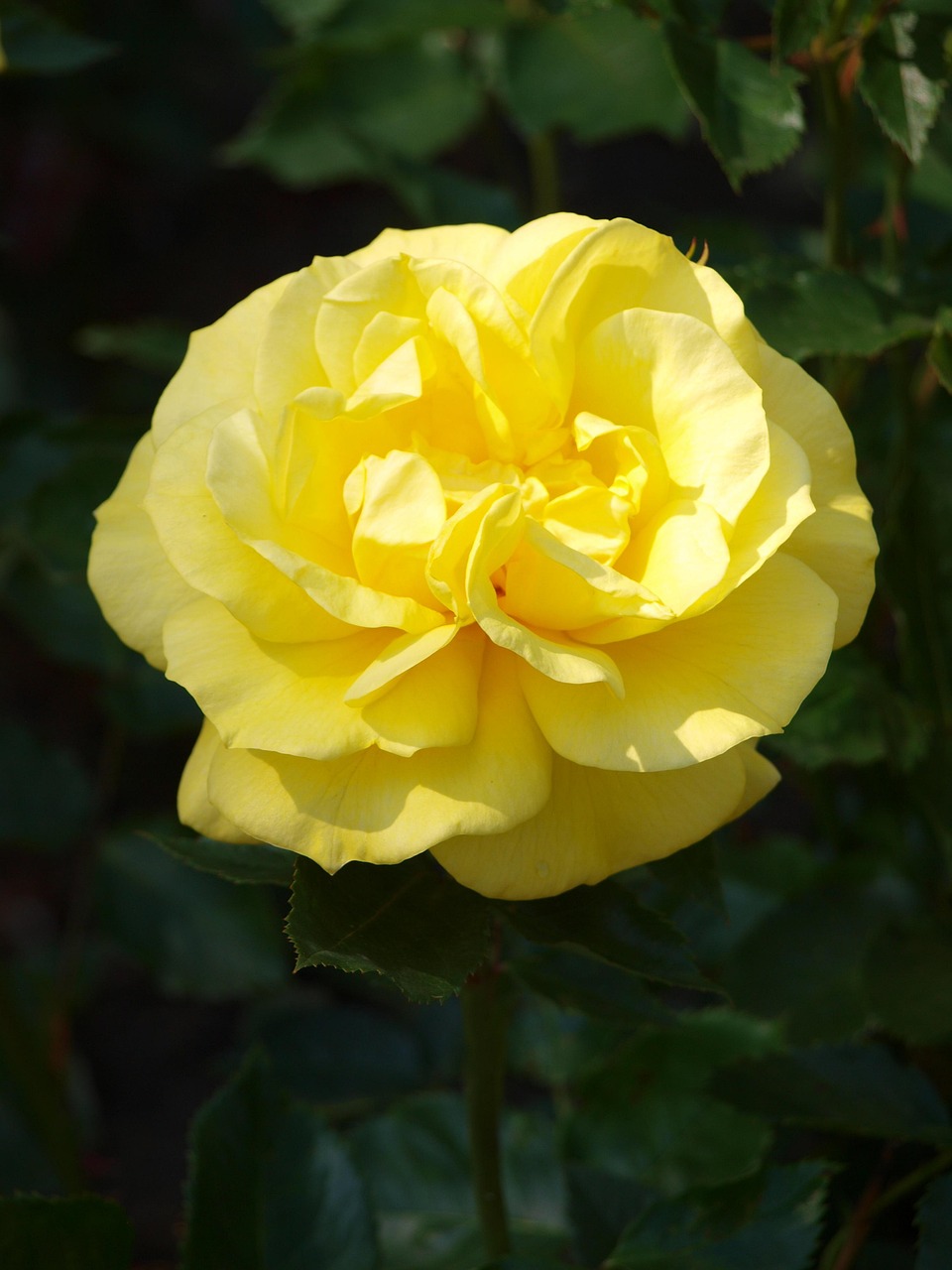 Rose Yellow Flower - Free photo on Pixabay - Pixabay