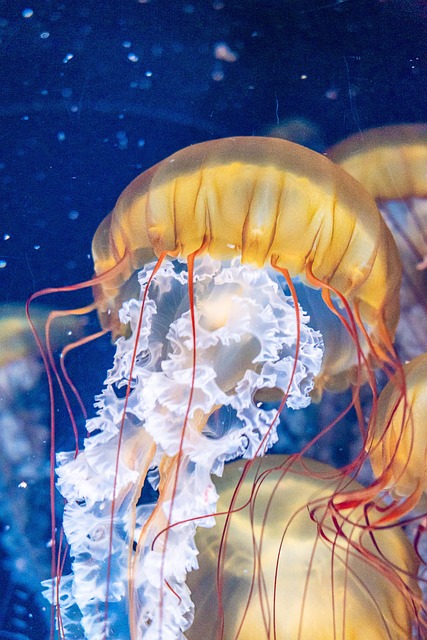 10+ Free 黑丝裙 & Jellyfish Images - Pixabay
