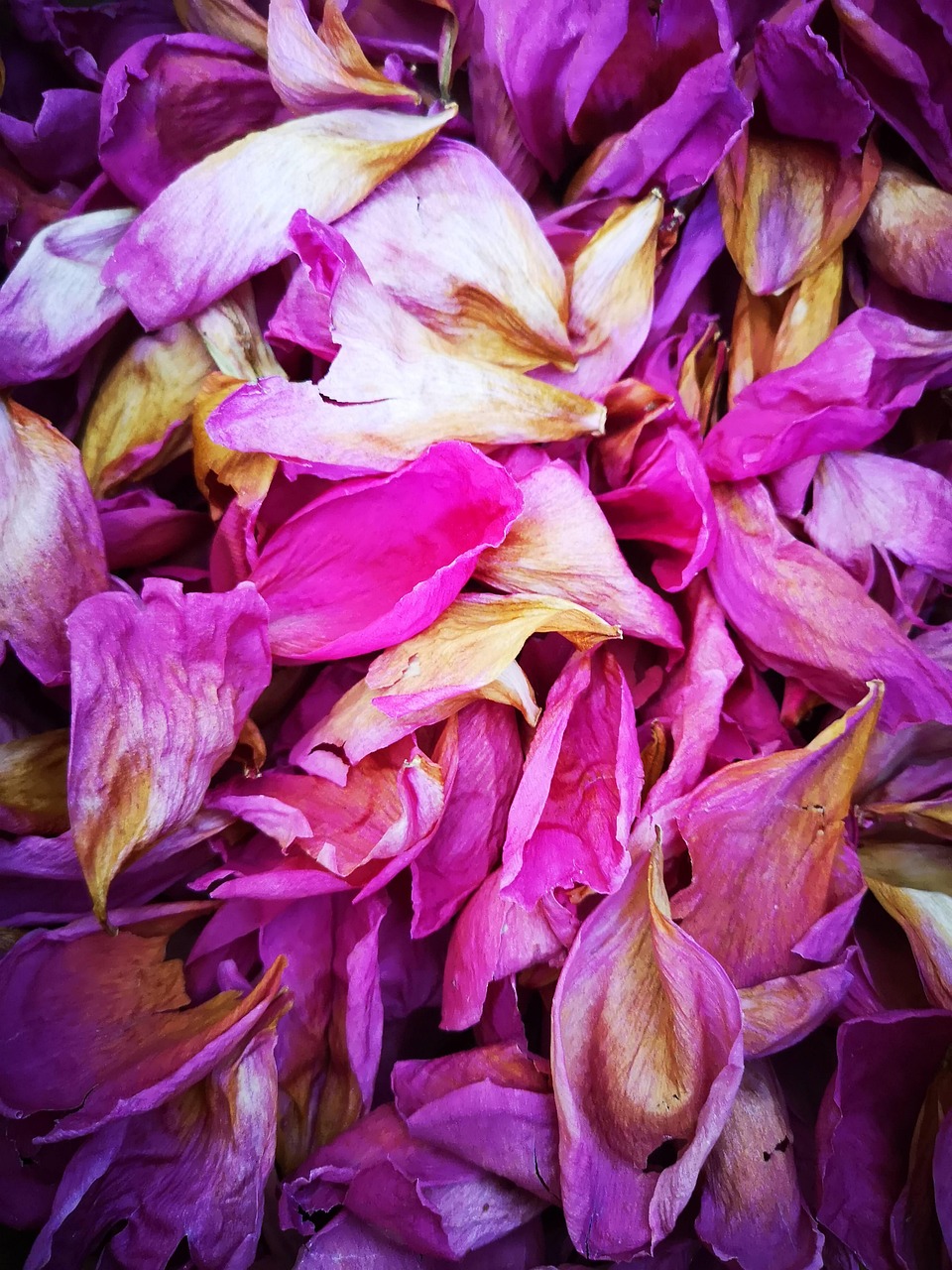 Bunga Peoni Pink - Foto gratis di Pixabay - Pixabay
