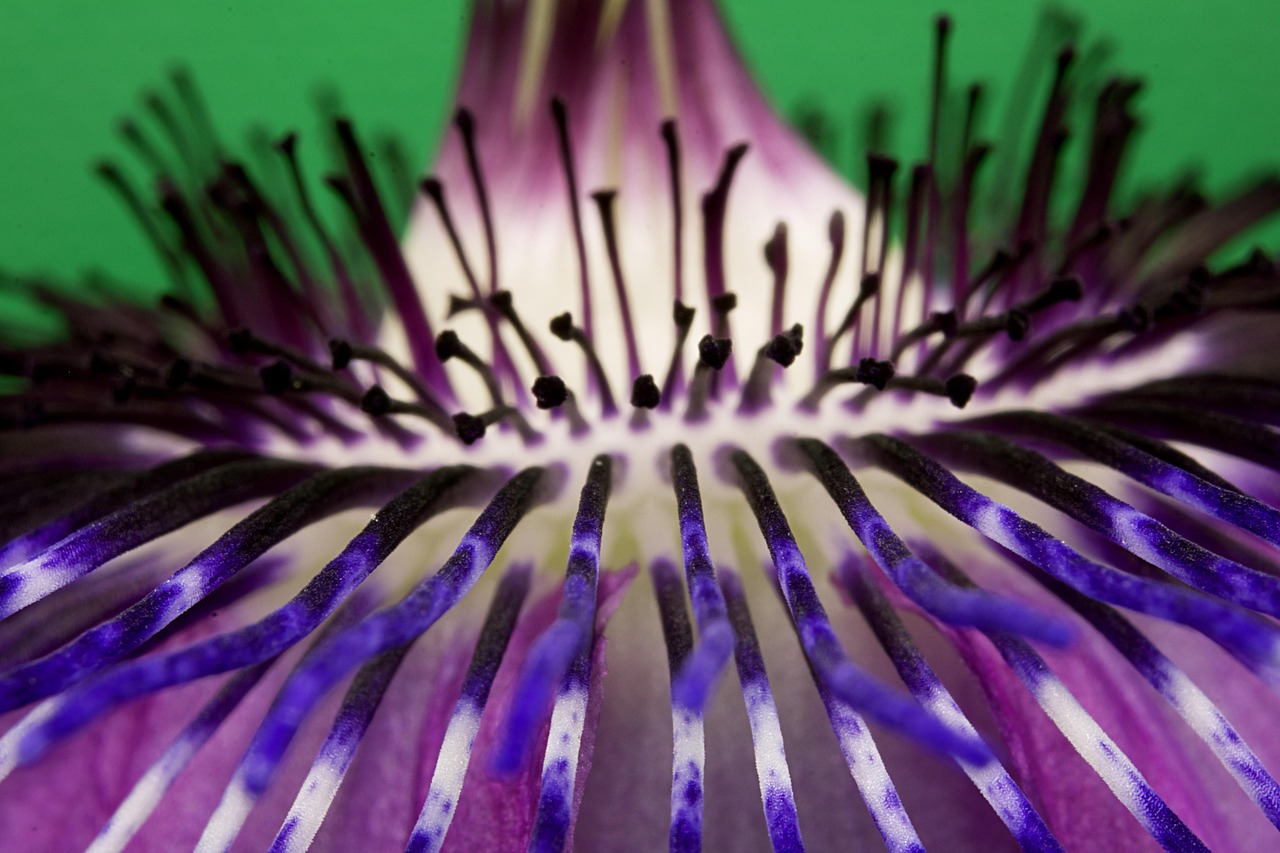 Flower Petal Stem - Free photo on Pixabay - Pixabay