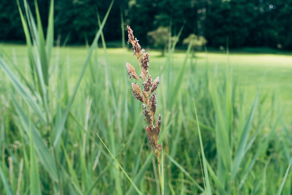 Grashalm Schilf Gras - Kostenloses Foto auf Pixabay - Pixabay