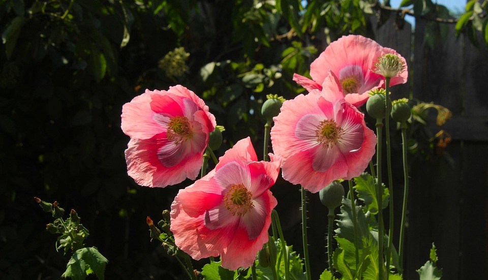 Nature Plants Flowers - Free photo on Pixabay - Pixabay