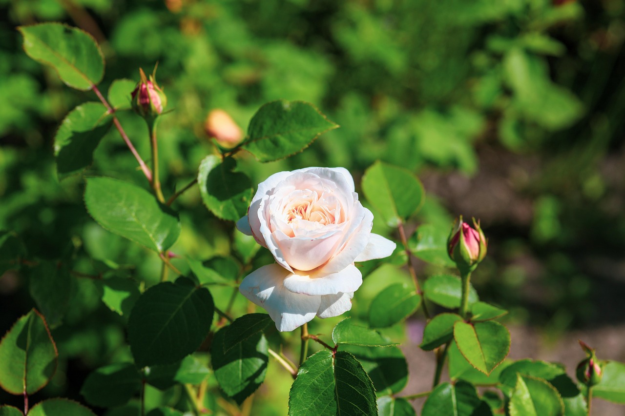Rose Pastell Romantisch - Kostenloses Foto auf Pixabay - Pixabay