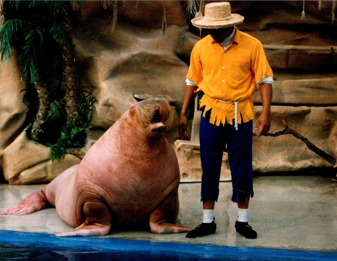 Morsa Sea World California - Foto gratis en Pixabay - Pixabay
