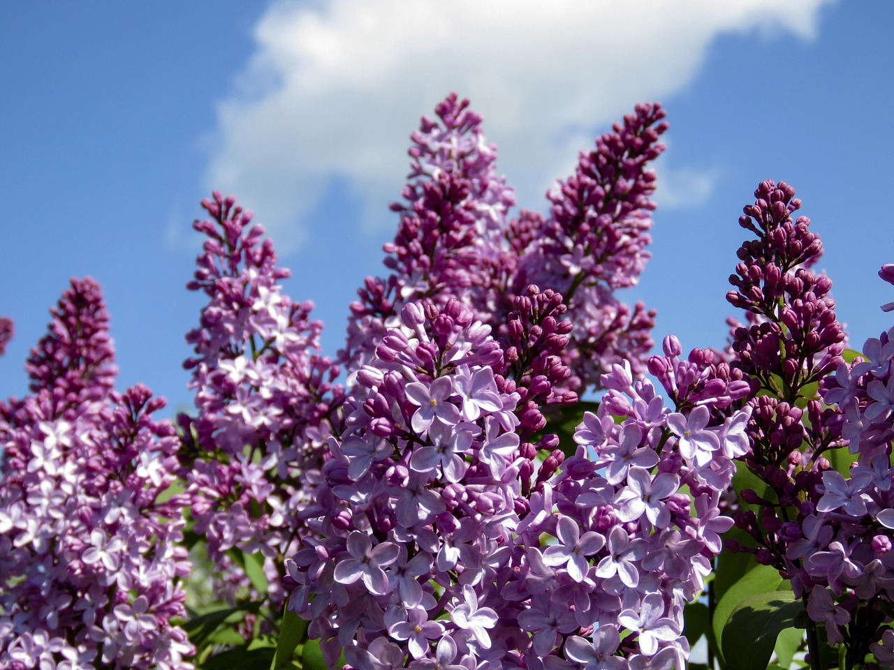 Lilla Blomster Have - Gratis foto på Pixabay - Pixabay