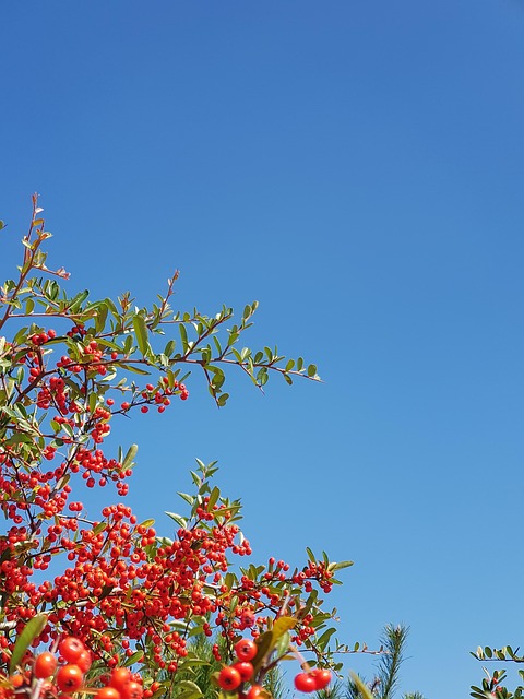 Arbre Claire Photo - Photo gratuite sur Pixabay - Pixabay