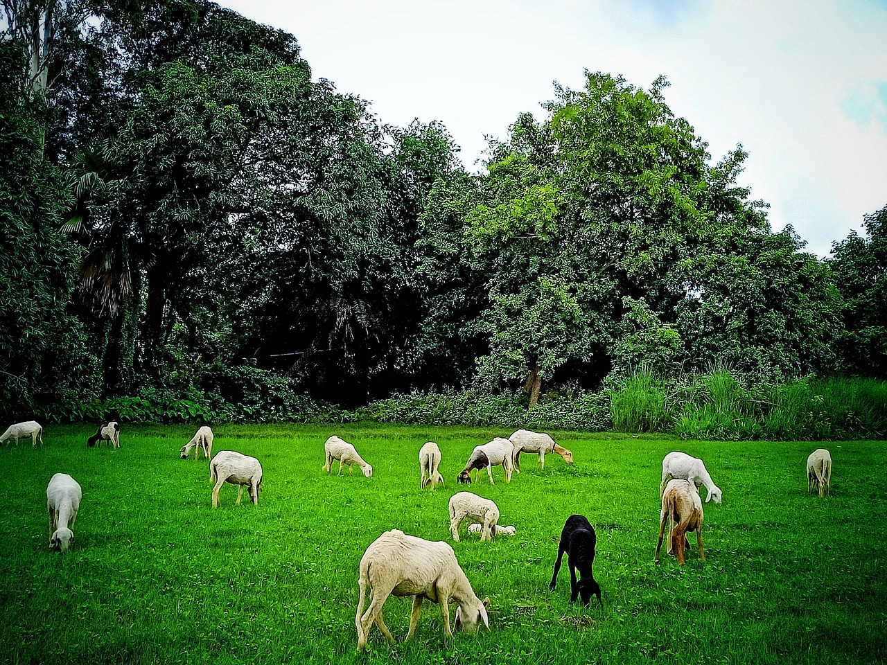 Cabras Navios Animais - Foto gratuita no Pixabay - Pixabay