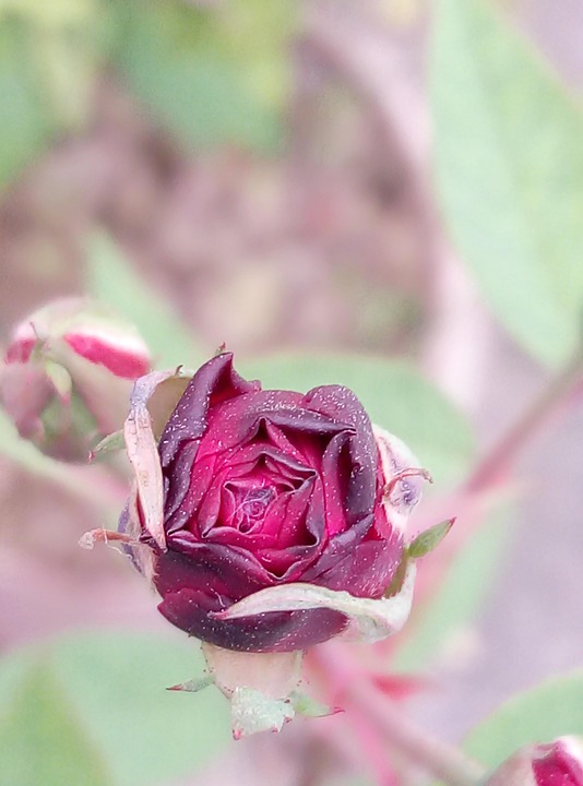 Bela Flor A Imagem Popular - Foto gratuita no Pixabay - Pixabay