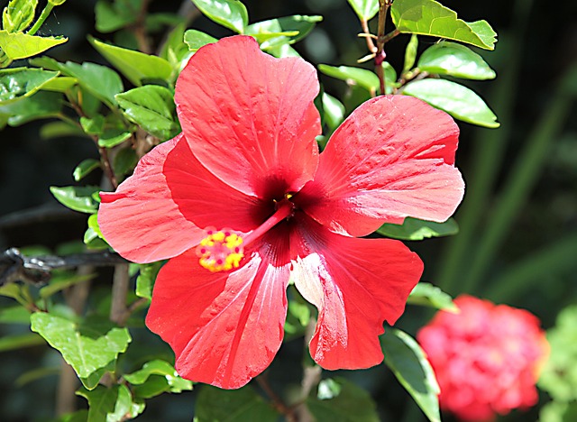 Japanese Rose Hibiscus Herb - Free photo on Pixabay - Pixabay