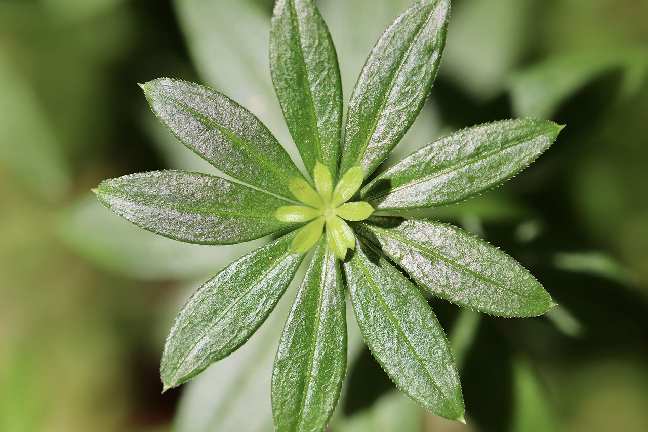 40+ kostenlose Waldmeister und Natur-Bilder - Pixabay