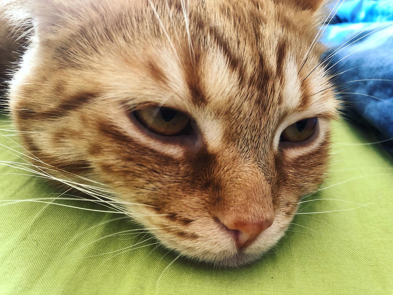 Katze Kätzchen Gustaf - Free photo on Pixabay