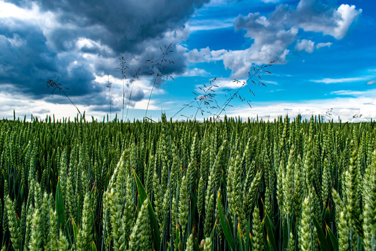 Grano Campo Verde Cielo - Foto gratis en Pixabay - Pixabay
