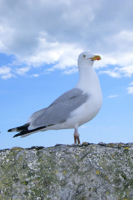 Seagull Gull Coast - Free photo on Pixabay - Pixabay