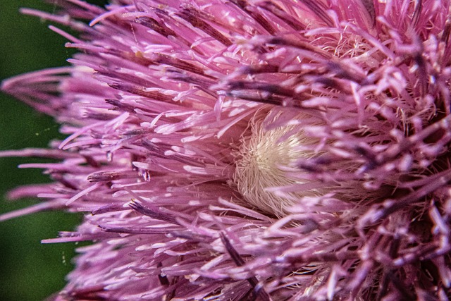 Mauve Fleur Bloom - Photo gratuite sur Pixabay - Pixabay