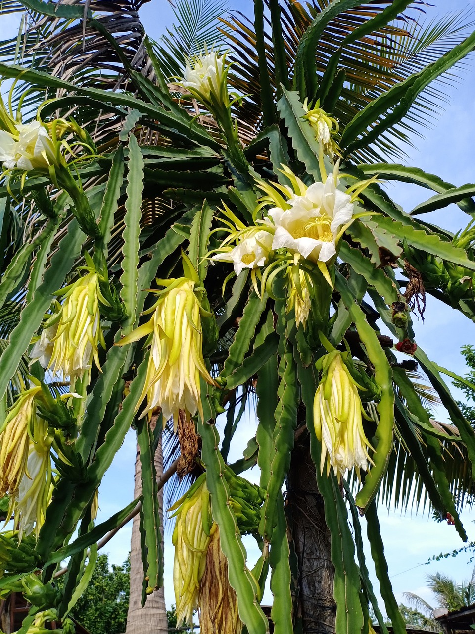 Dragon Fruits Flowers Fruit - Free photo on Pixabay - Pixabay