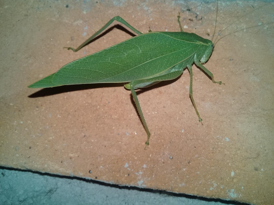 Insectos Verde - Gratis foto op Pixabay - Pixabay