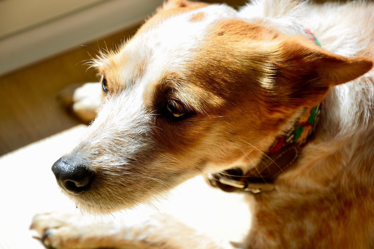 Dog Female Unsure - Free photo on Pixabay