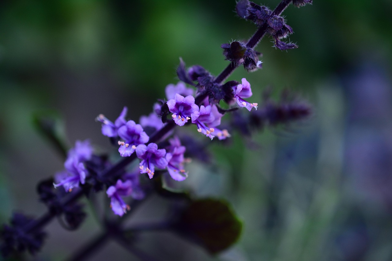Basil Bush Blossoms Herbs - Free photo on Pixabay