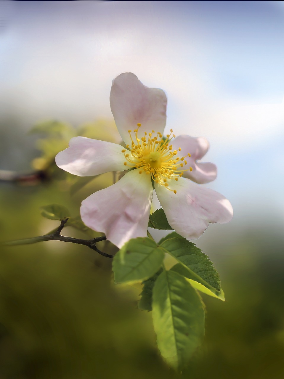 Flower Wild Rose - Free photo on Pixabay - Pixabay