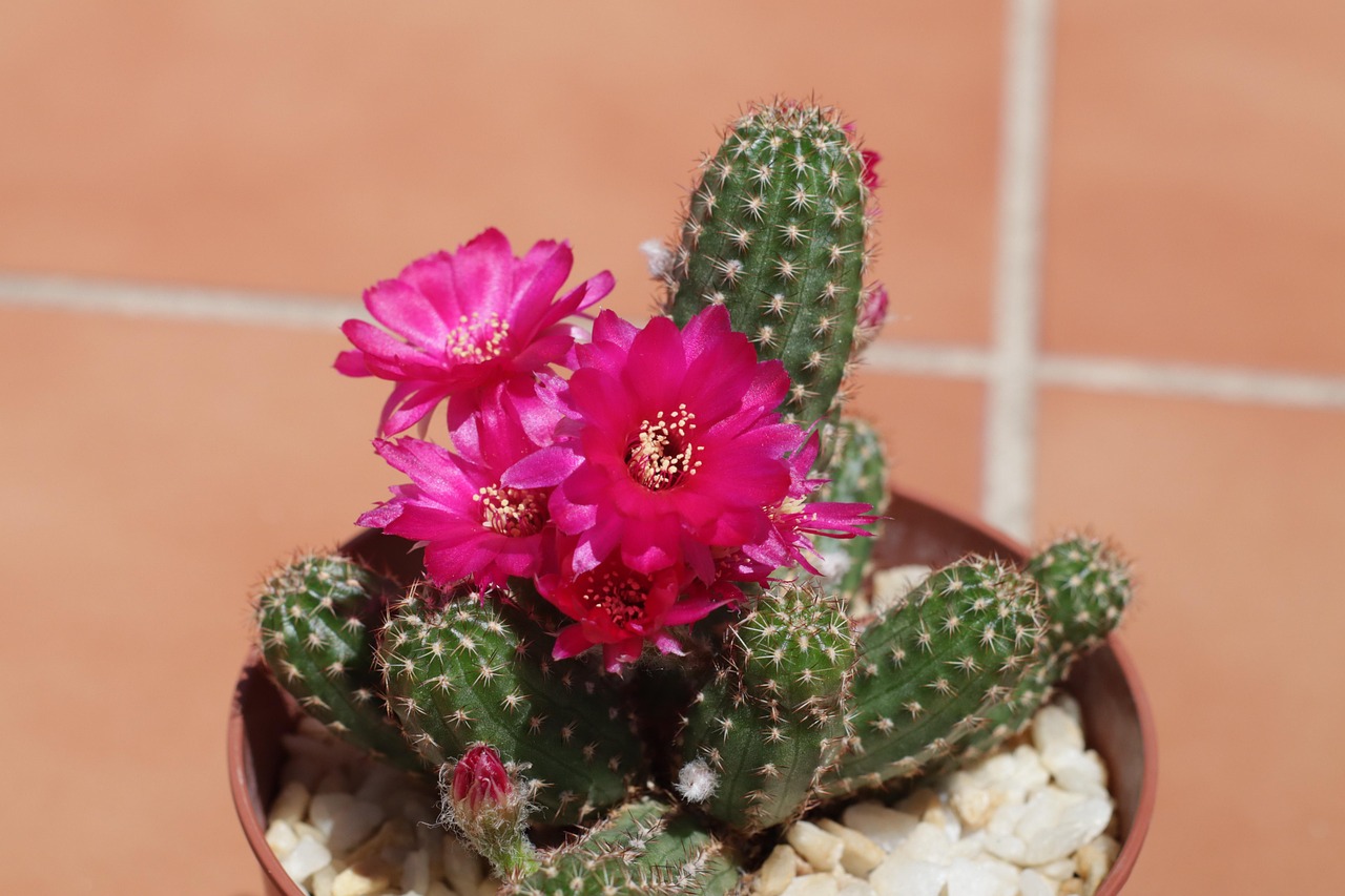 Cactus En Fleur Fleurs Les - Photo gratuite sur Pixabay - Pixabay
