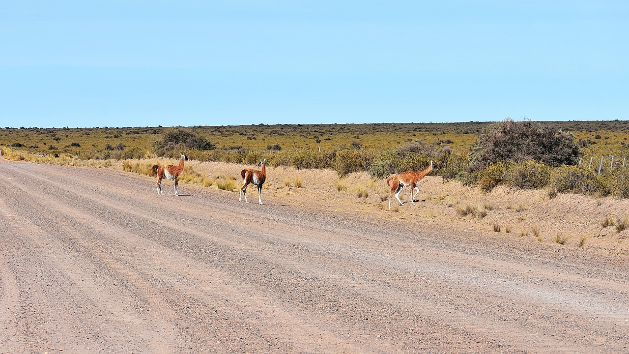 Guanacos Peninsula Valdés - Free photo on Pixabay - Pixabay