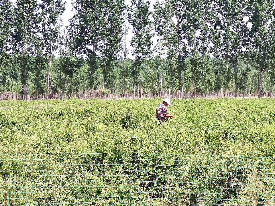 Rural Area Farmland Labor - Free photo on Pixabay - Pixabay