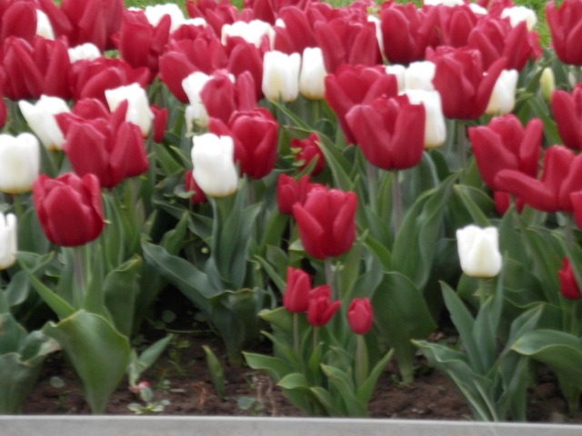 Bunga-Bunga Tulip Musim - Foto gratis di Pixabay - Pixabay