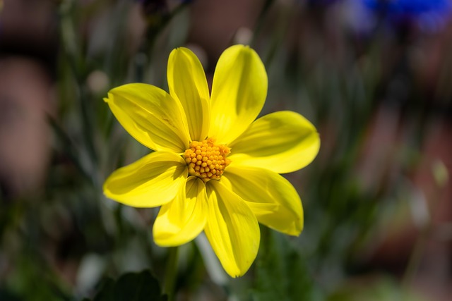 Bunga Liar Kebun - Foto gratis di Pixabay - Pixabay