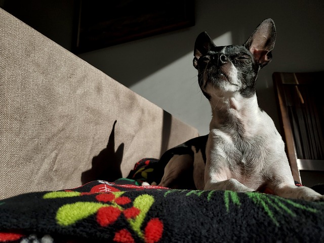 Perro Tomando El Sol - Foto gratis en Pixabay - Pixabay