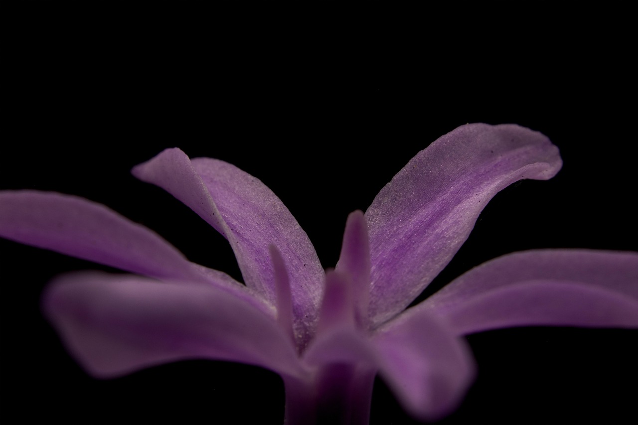Flower Petal Stem - Free photo on Pixabay - Pixabay
