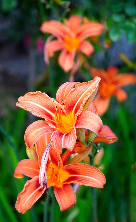 Lilies Flower Spring - Free photo on Pixabay - Pixabay