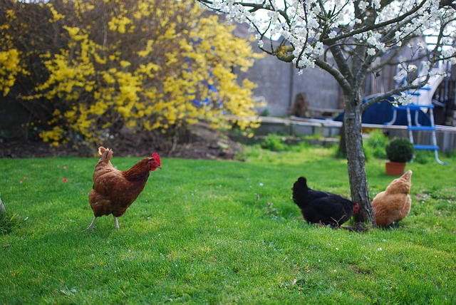 Summer Green Chickens - Free photo on Pixabay