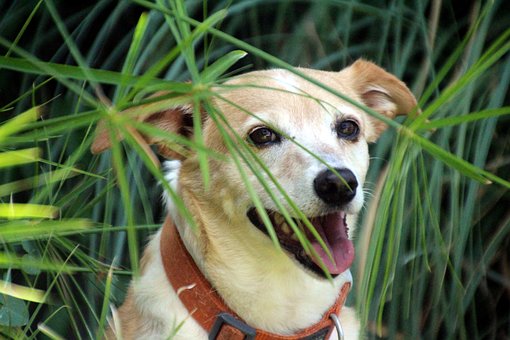 30+ Free Dog Hiding & Dog Photos - Pixabay