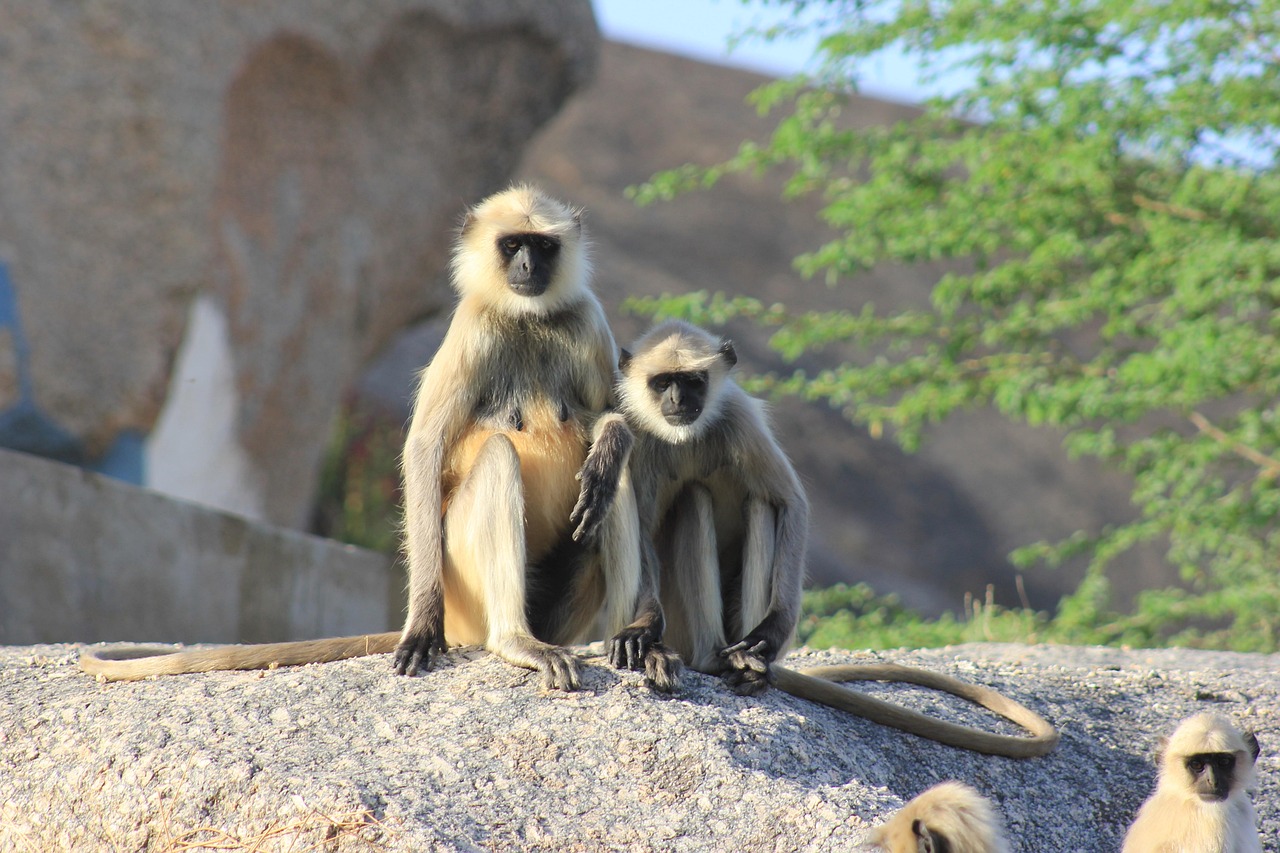 India Parque Nacional Mono - Foto gratis en Pixabay - Pixabay