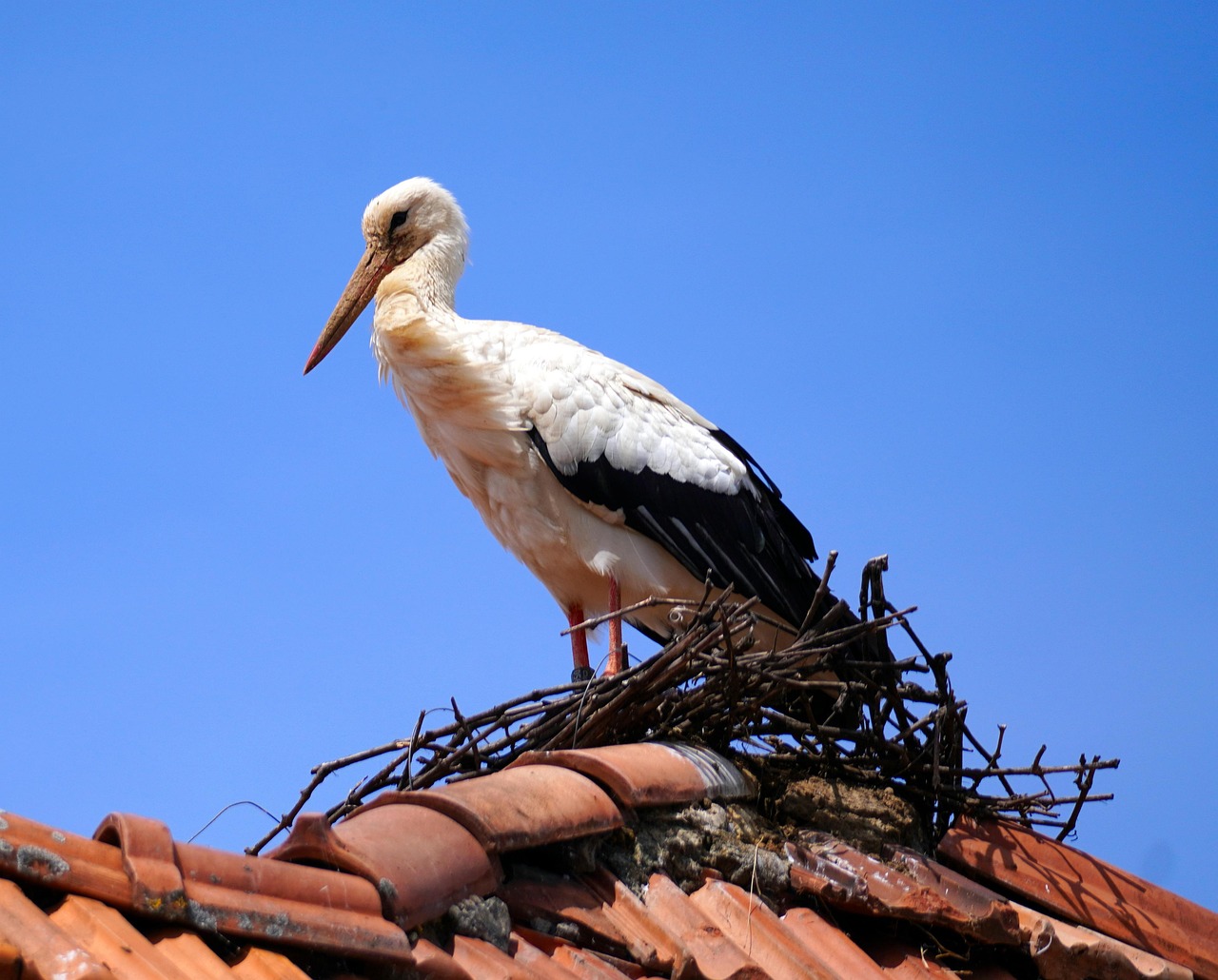 Stork Nest Roof - Free photo on Pixabay - Pixabay